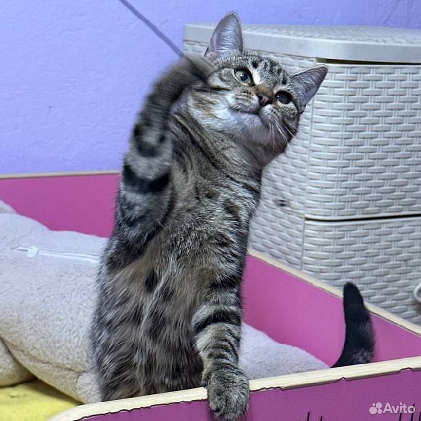 Котёнок. Кошка. Маленькая тигрица