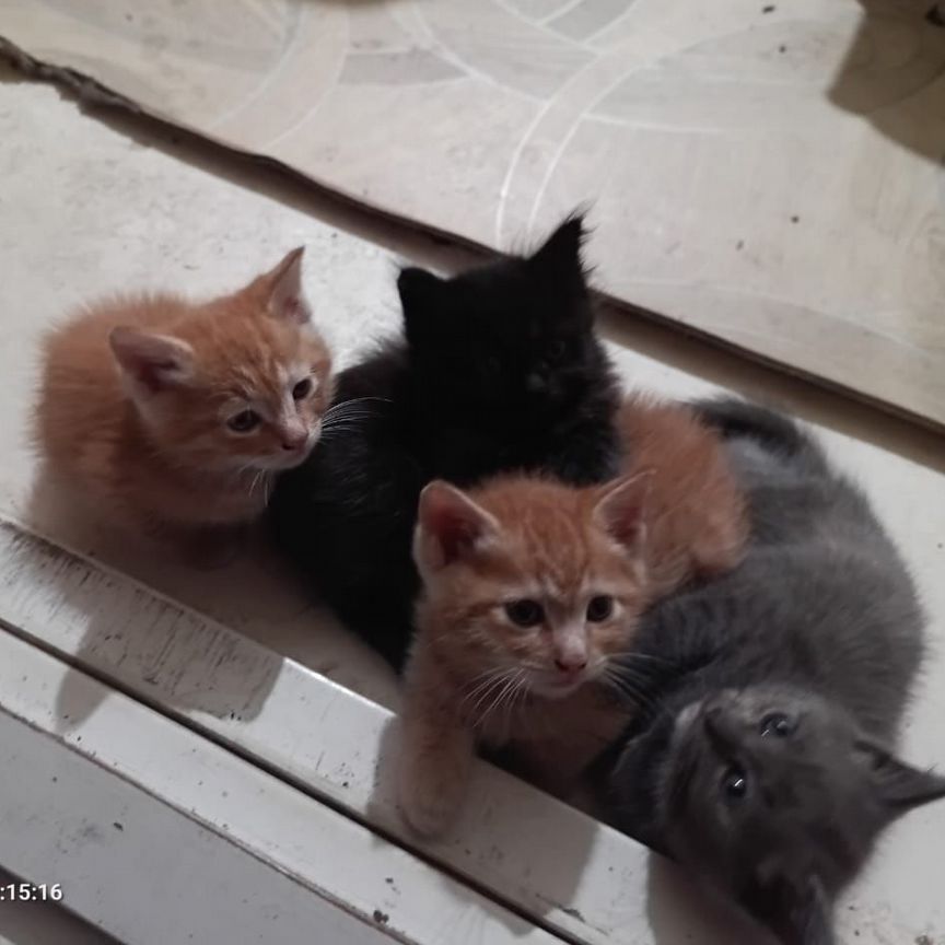 Отдадим котят бесплатно