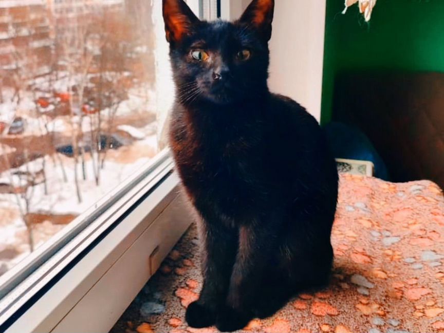 Кошка черная ушастая в добрые руки бесплатно