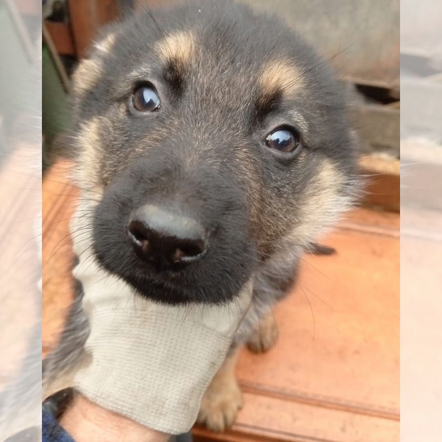 Немецкая овчарка, щенок