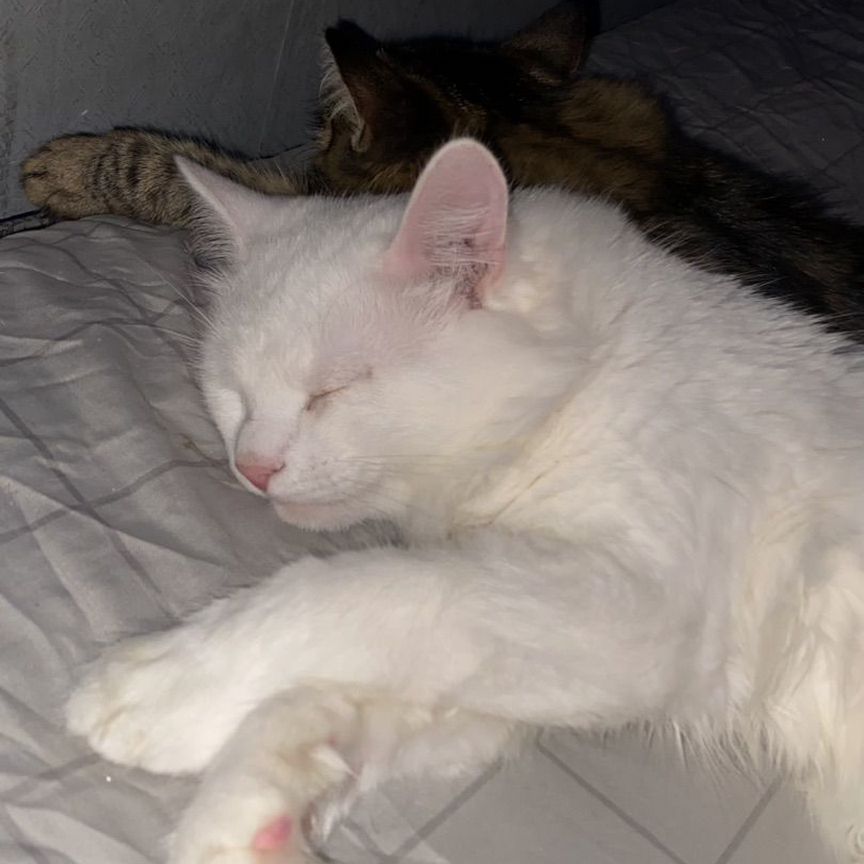 Отдам котят в добрые руки