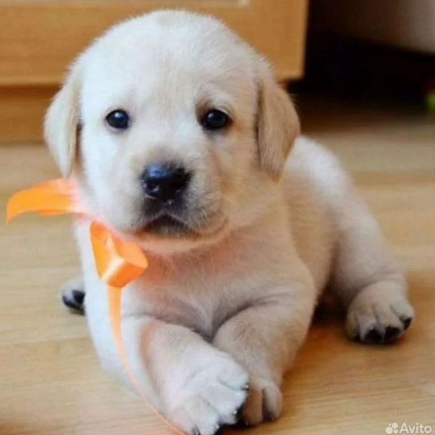 Лабрадор-ретривер, щенок