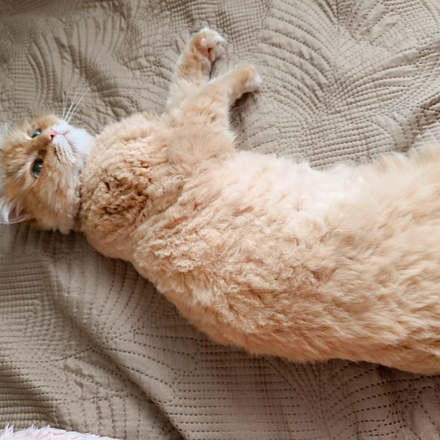 Отдам кота в добрые руки бесплатно