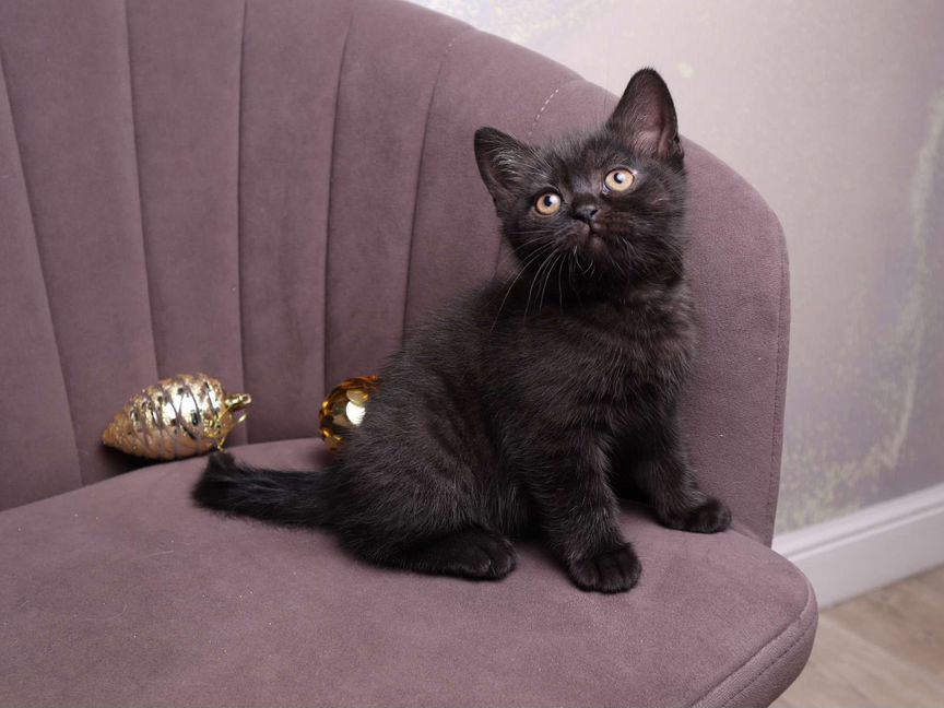 Британский чёрный котенок. (Британец)