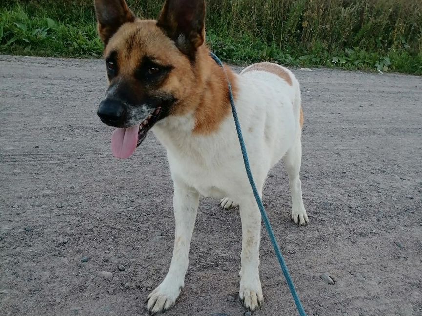 Добрый пёсик ищет дом в добрые руки