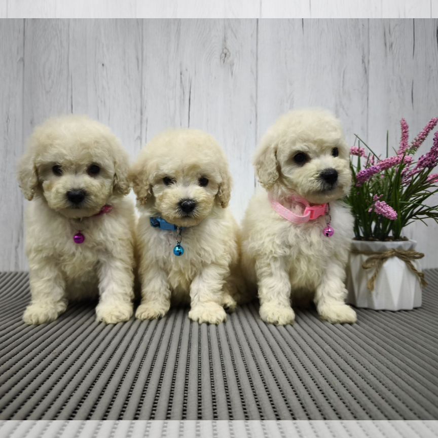 Карликовый пудель, щенок