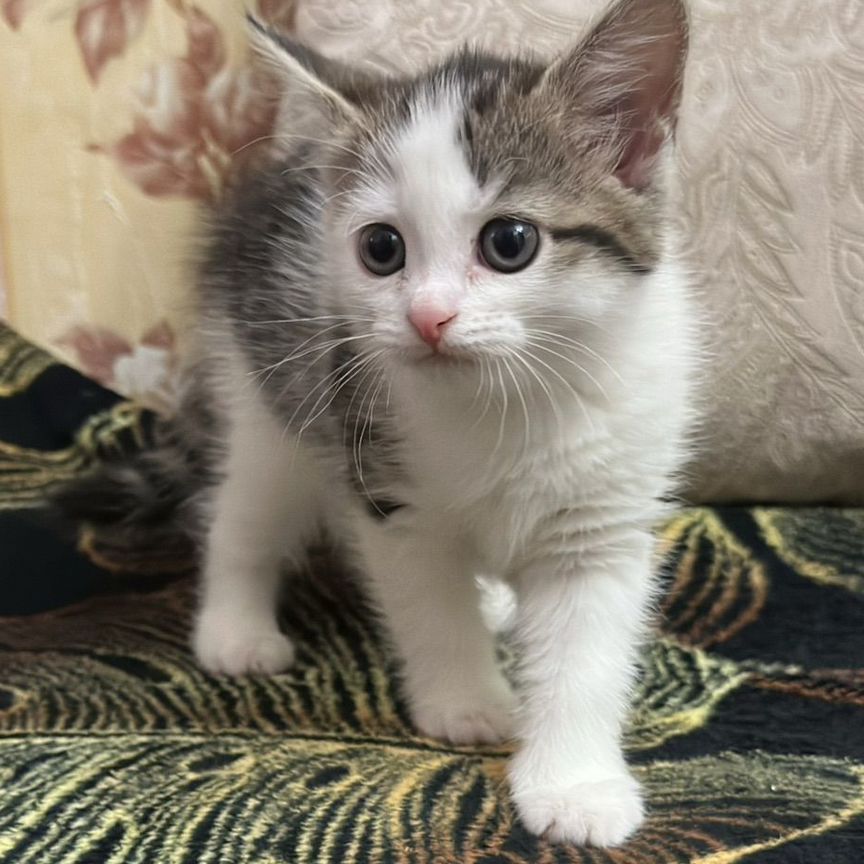 Британский короткошёрстный котёнок