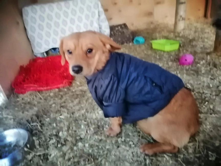 Домашняя собака в приюте