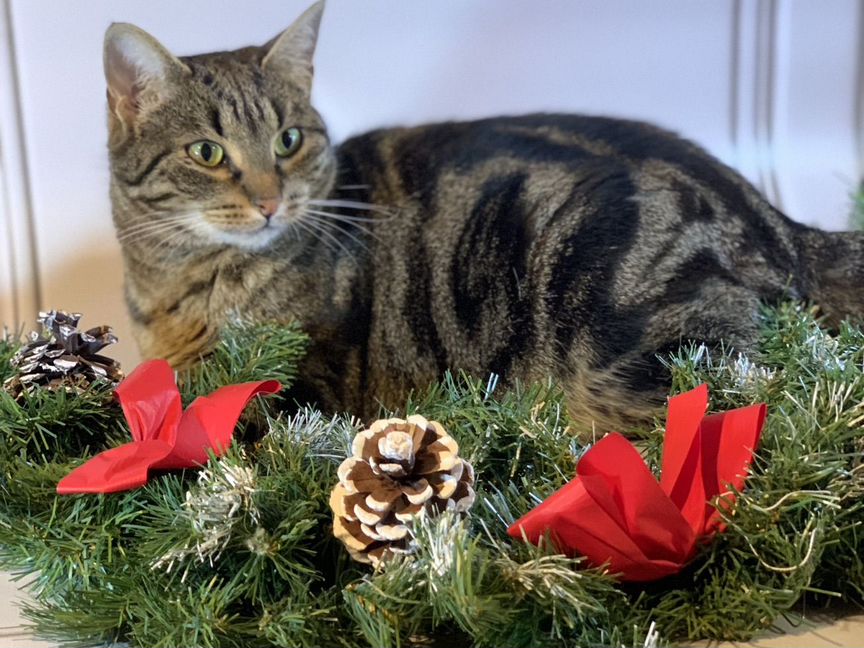 Кошка Шелла 1,5 года