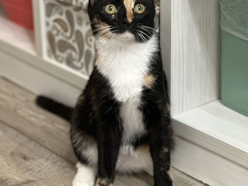 Зефирка 6 месяцев ищет надёжную семью