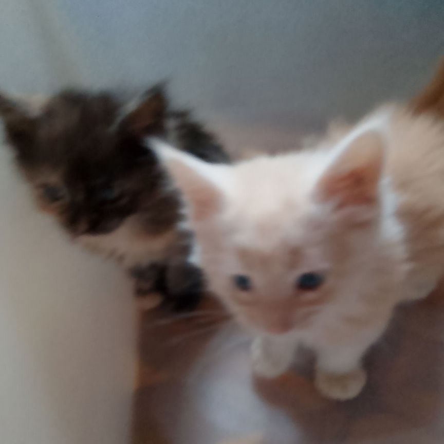 Мейн-кун котёнок