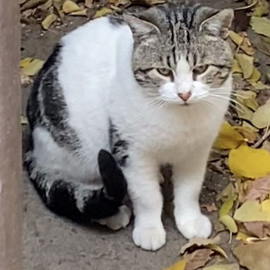 Одинокий и никому не нужный котик с грустью
