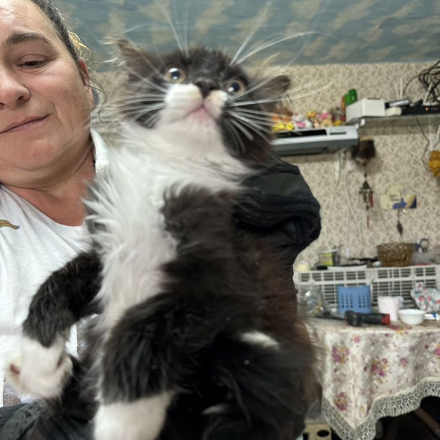 Продам (или отдам в заботливые руки)котенка