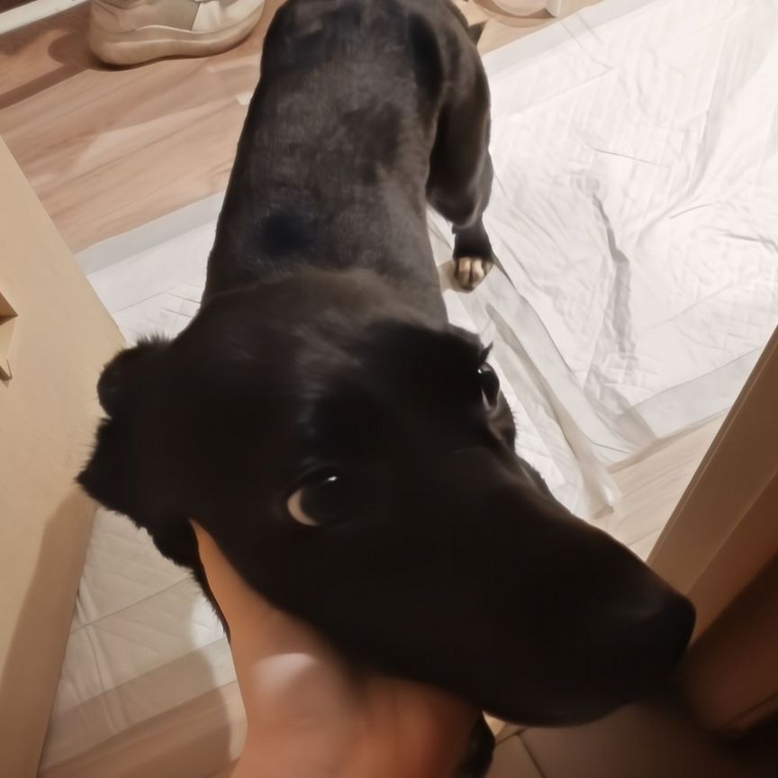 Взрослая собака от частного владельца