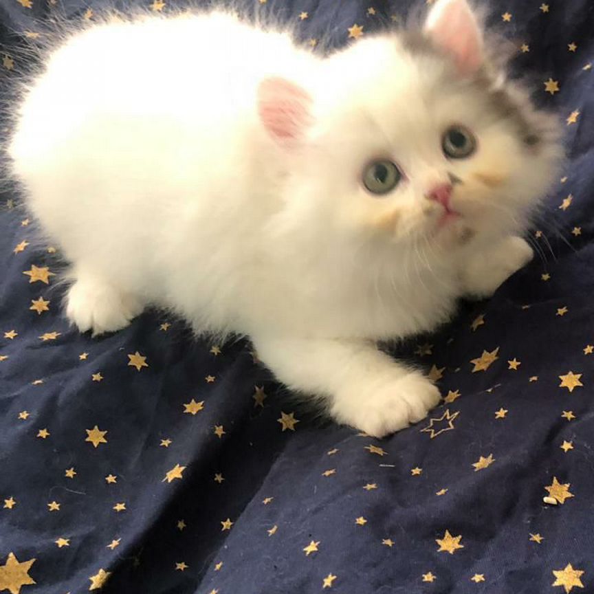 Котенок