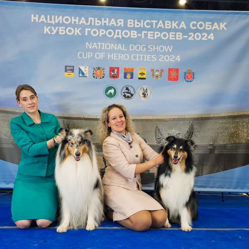 Щенки колли