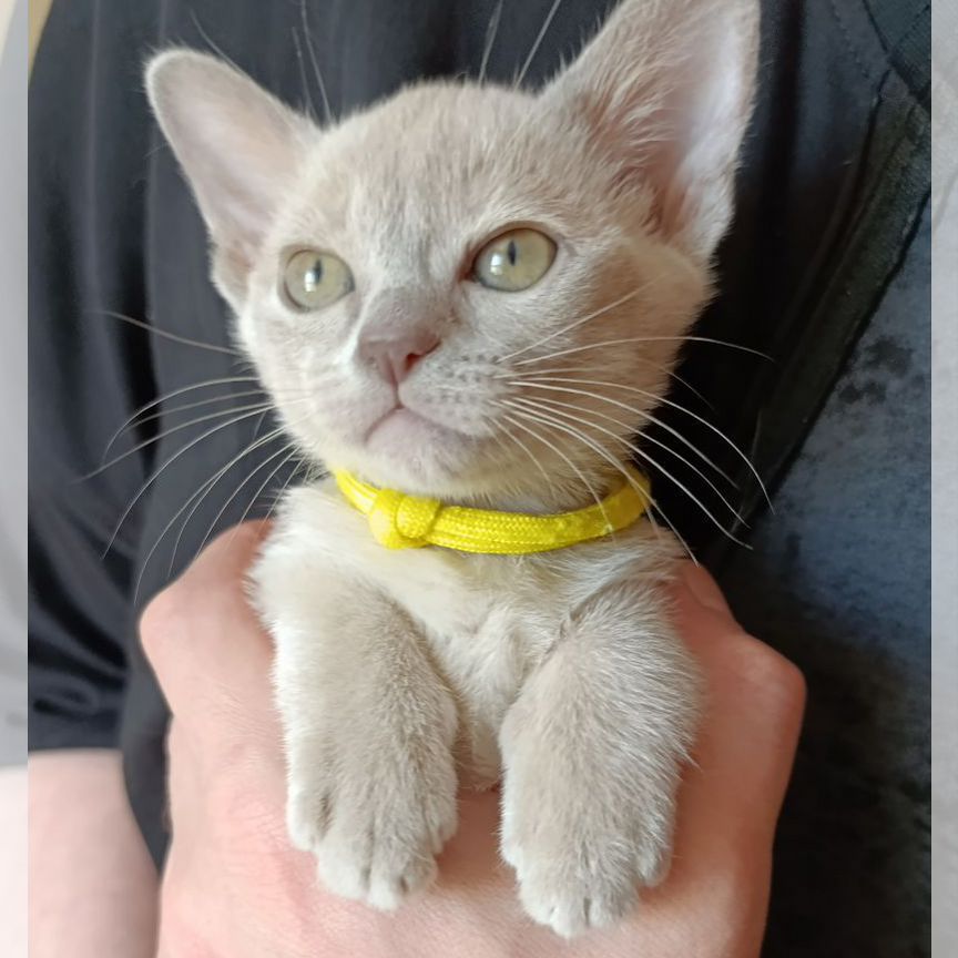 Европейский бурманский котёнок