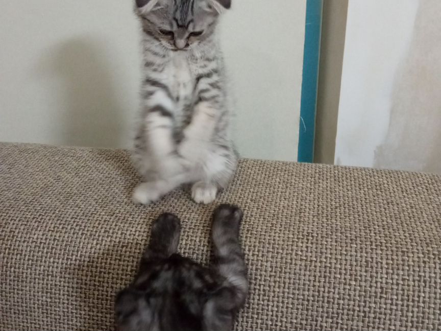 Шотландские вислоухие котята