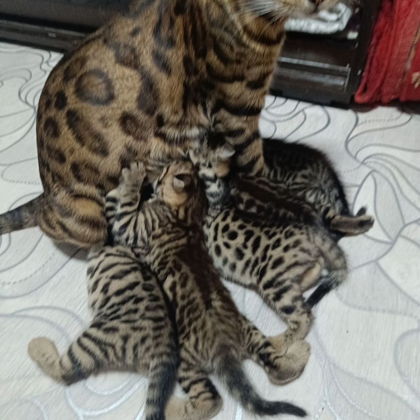 Бенгальская кошка