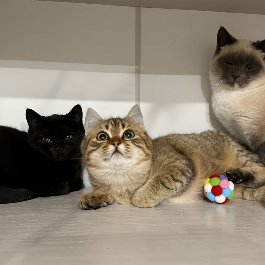 Котёнок в добрые руки