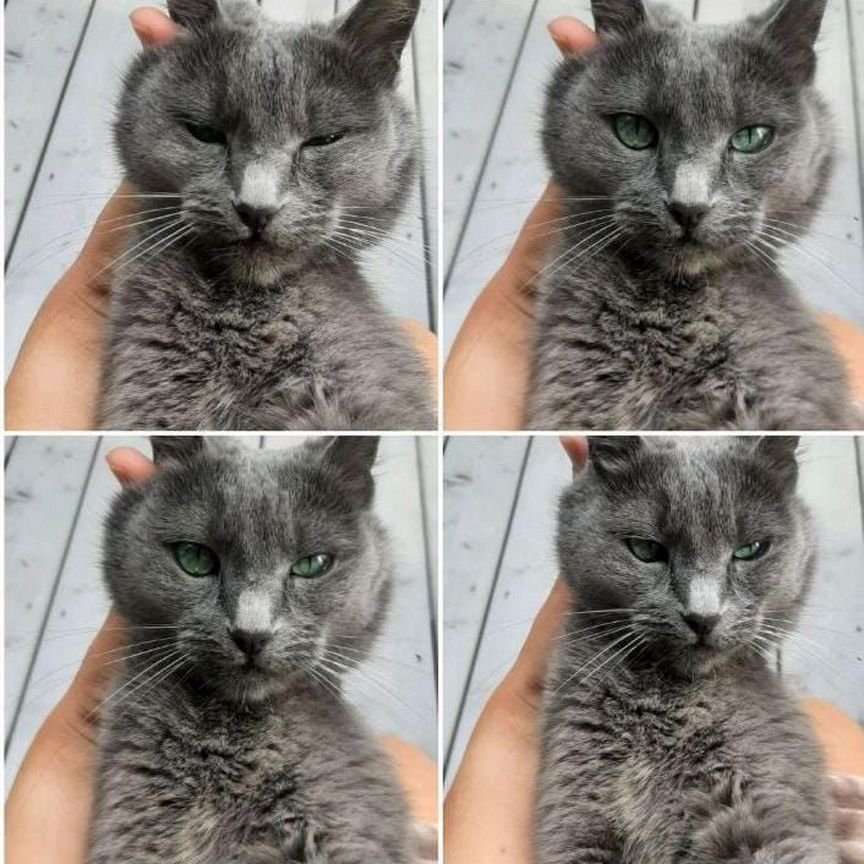 Кошки породистые