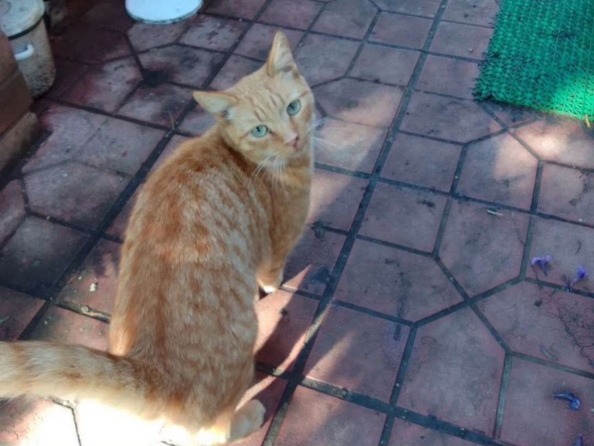 Котик в добрые руки