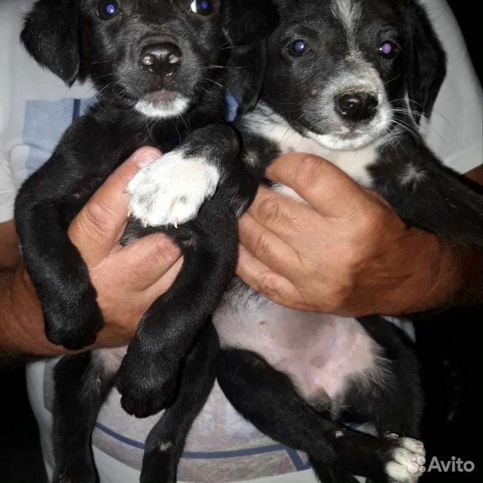 Собака маленькая порода метис