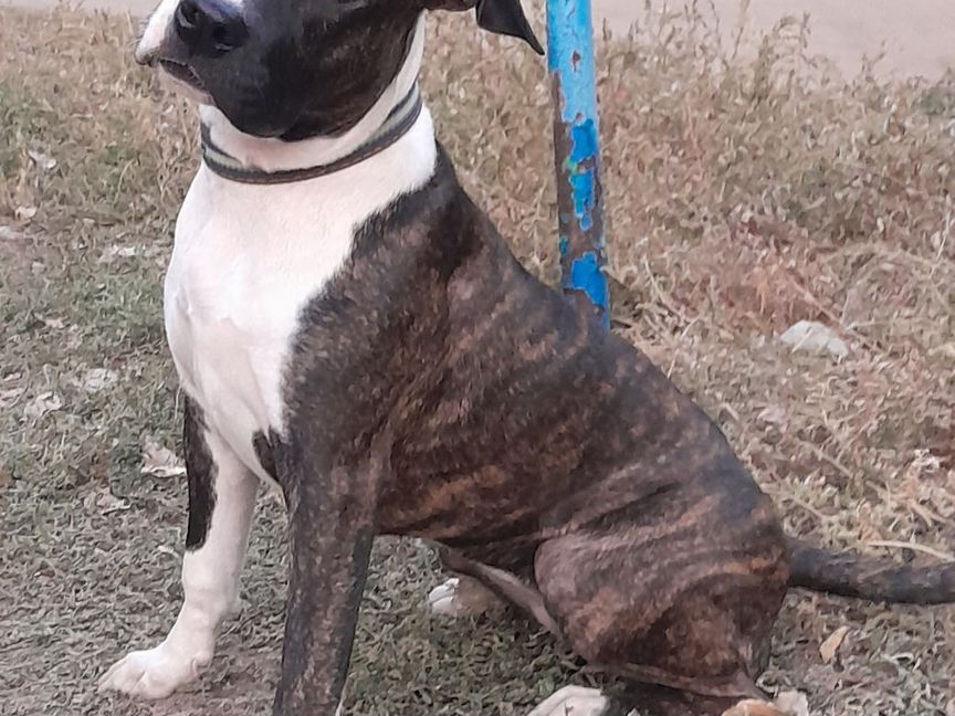 Стаффочка подросток