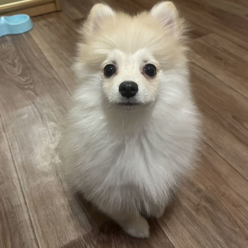 Померанский шпиц, щенок