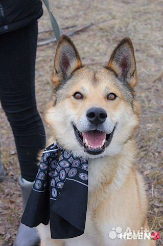 Собака в добрые руки