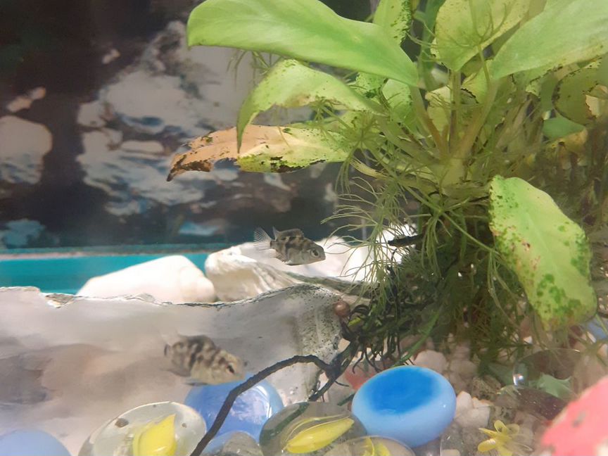 Продам рыбок сапфировый попугай