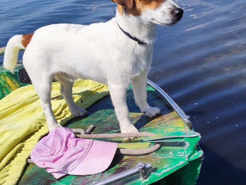 Вязка джек Рассел терьер