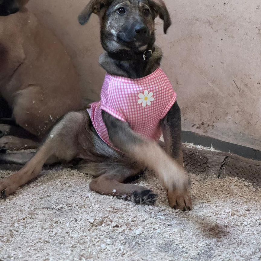 Спасите одинокую малышку из приюта