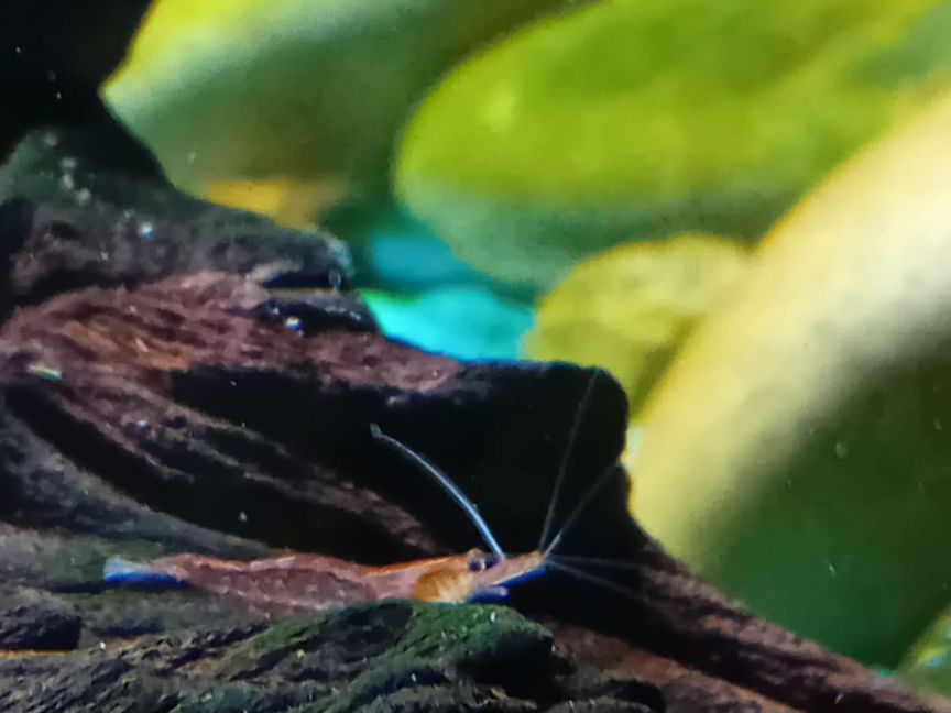 Креветки для аквариума