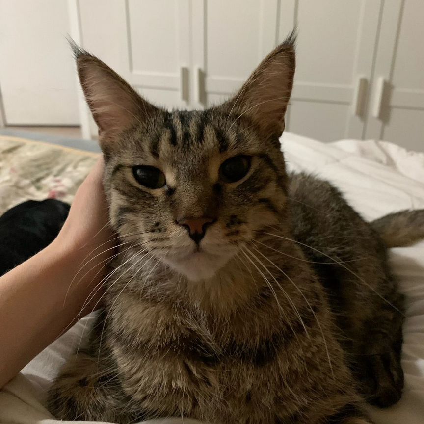 Отдаём котика