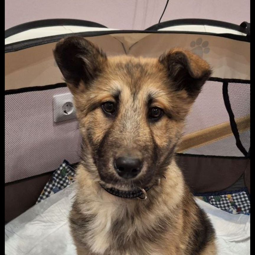 Щенок в добрые руки