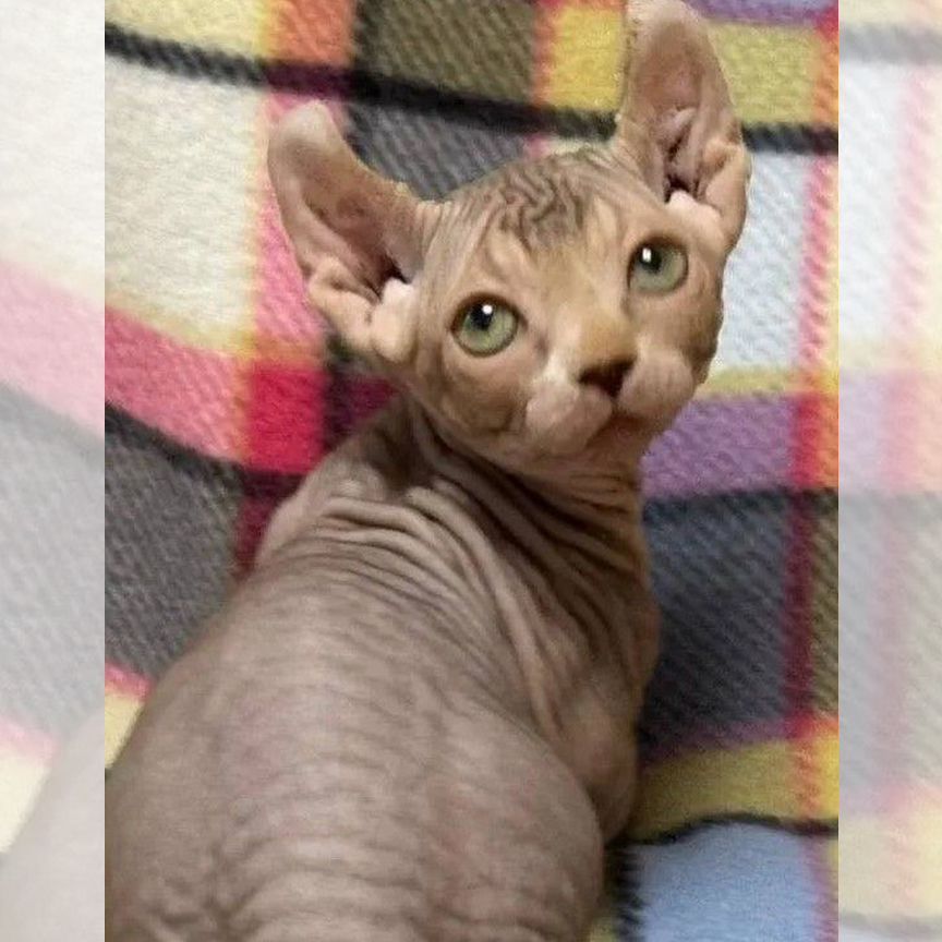 Канадский сфинкс котёнок