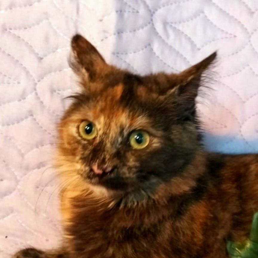 Пушистая Кроха ждет вас