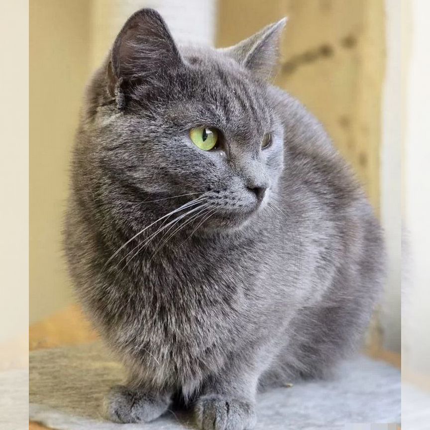 Взрослый кот от частного владельца