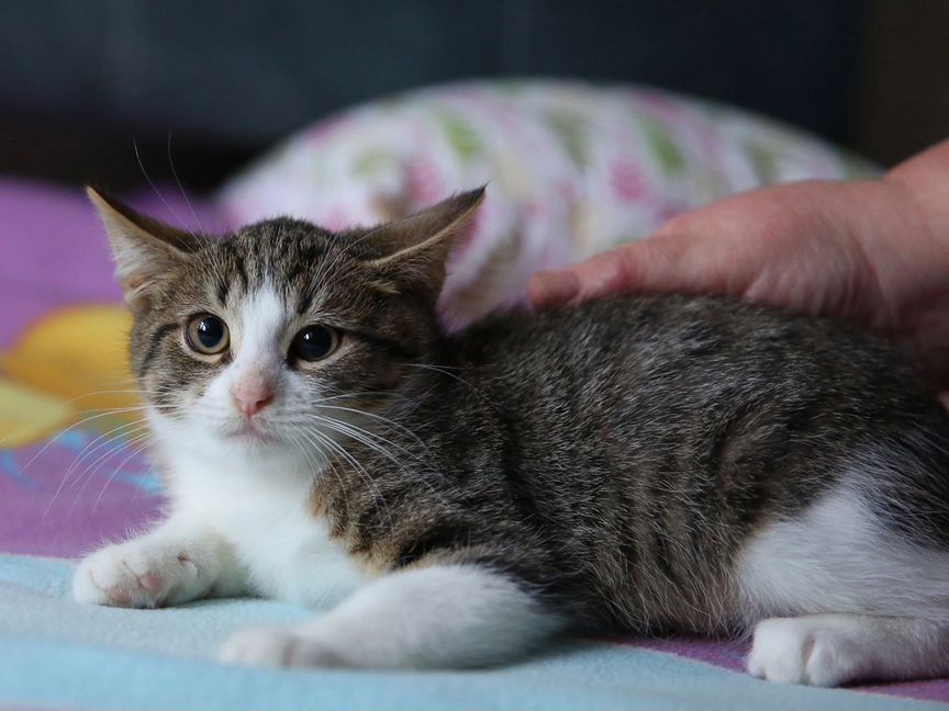 Котята - октябрята