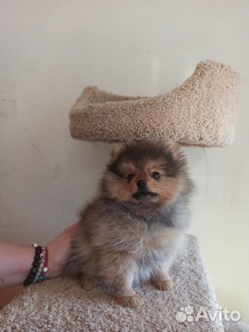 Померанский шпиц Виола