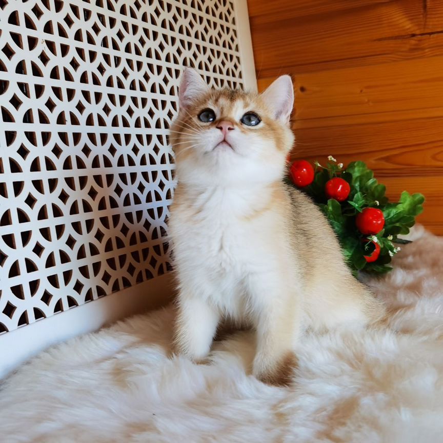 Британский золотой мальчишка