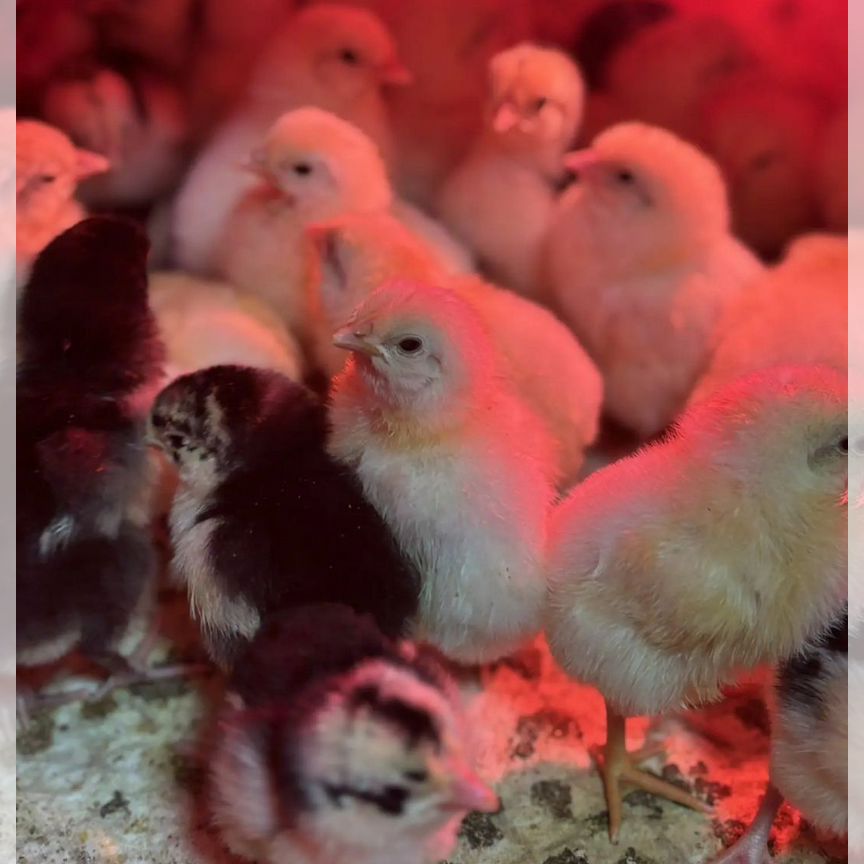 Цыплята несушки