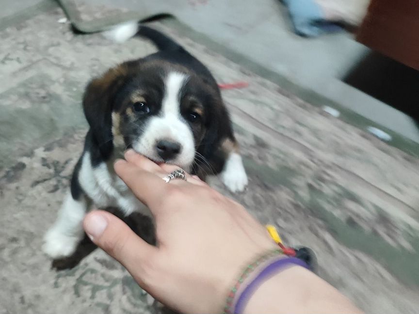 Щенки дворняги мальчик