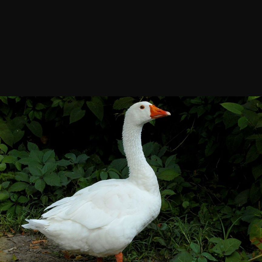 Гусак и гусыня