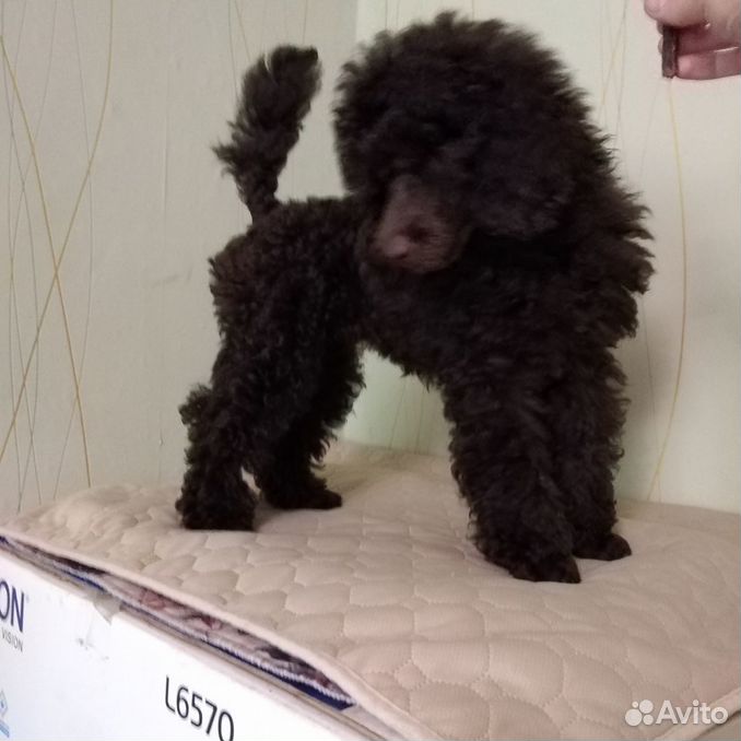 Щенок пуделя малый коричневый шоколодный