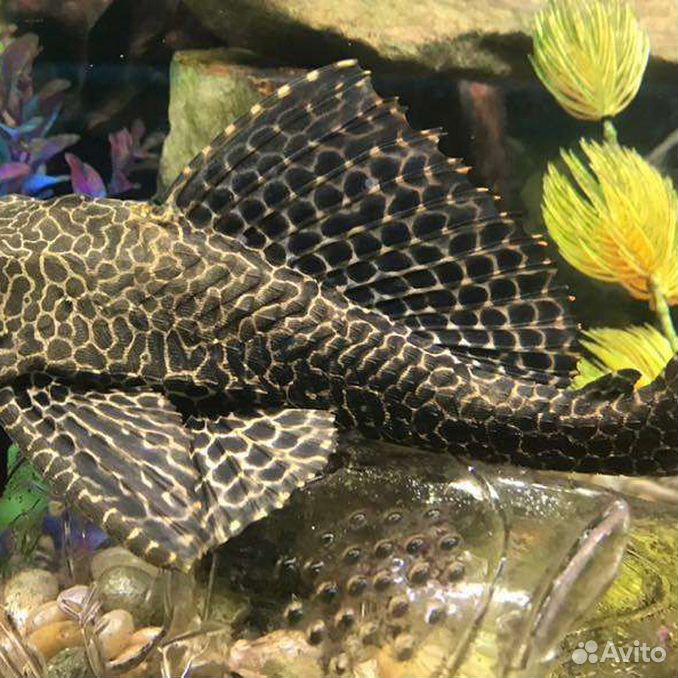 Сом птеригоплихт (порчовый)