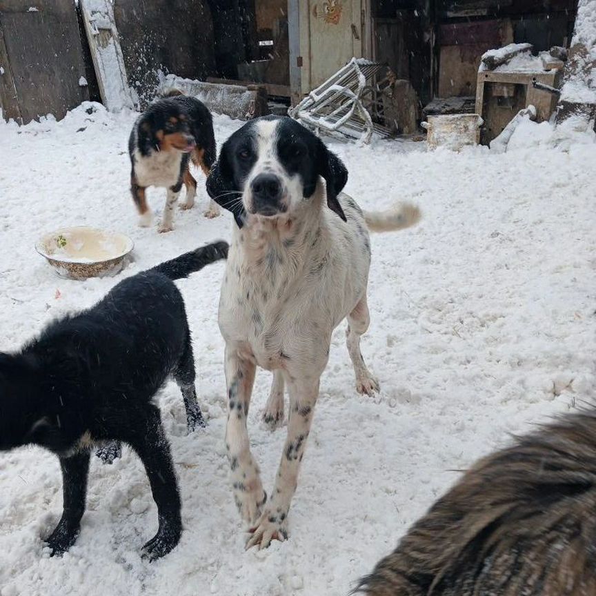 Австрийская гончая, взрослая собака
