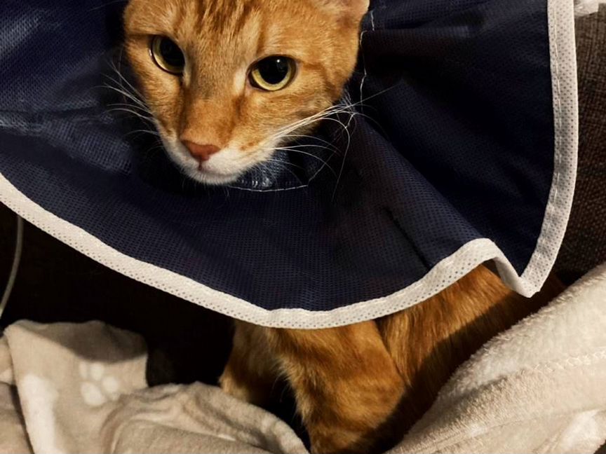 Кошка Юна в добрые руки