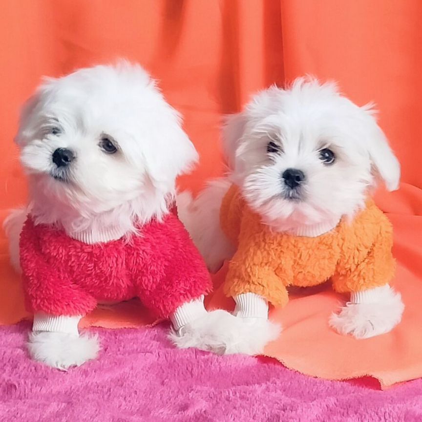 Мальтийская болонка, щенок